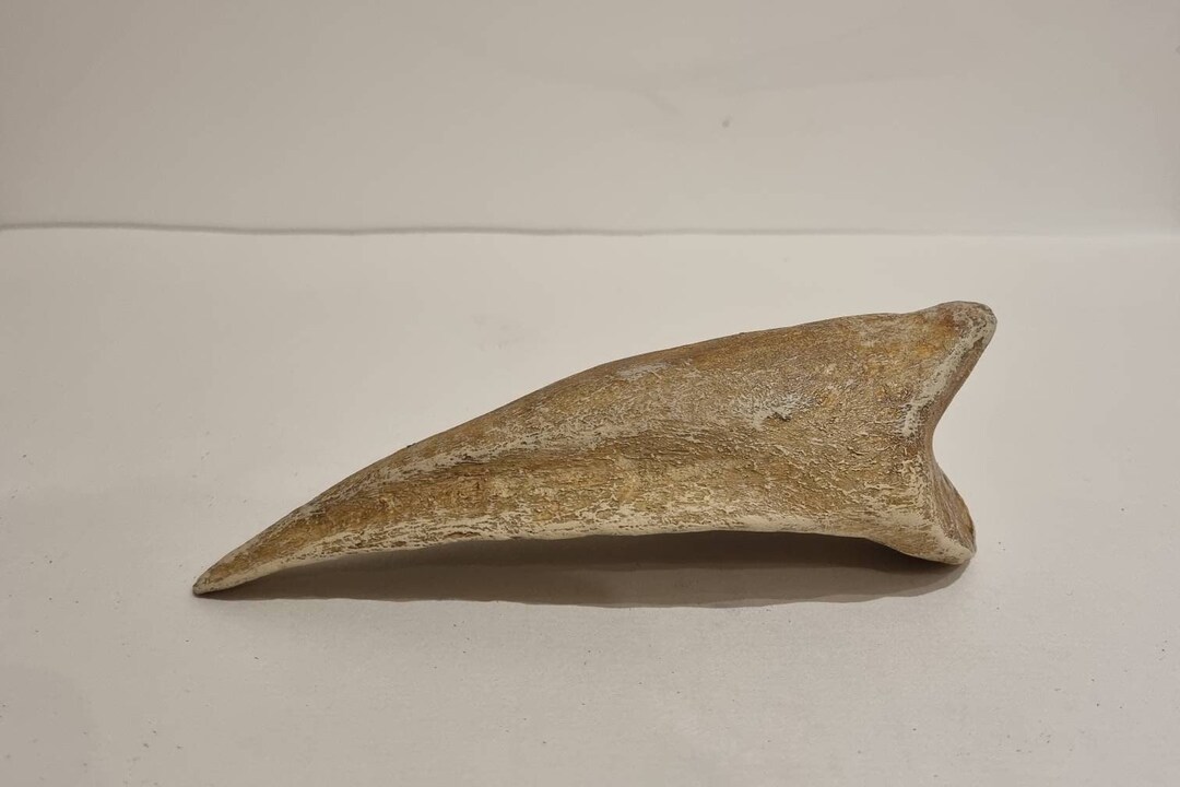 Spinosaurus Claw - Etsy