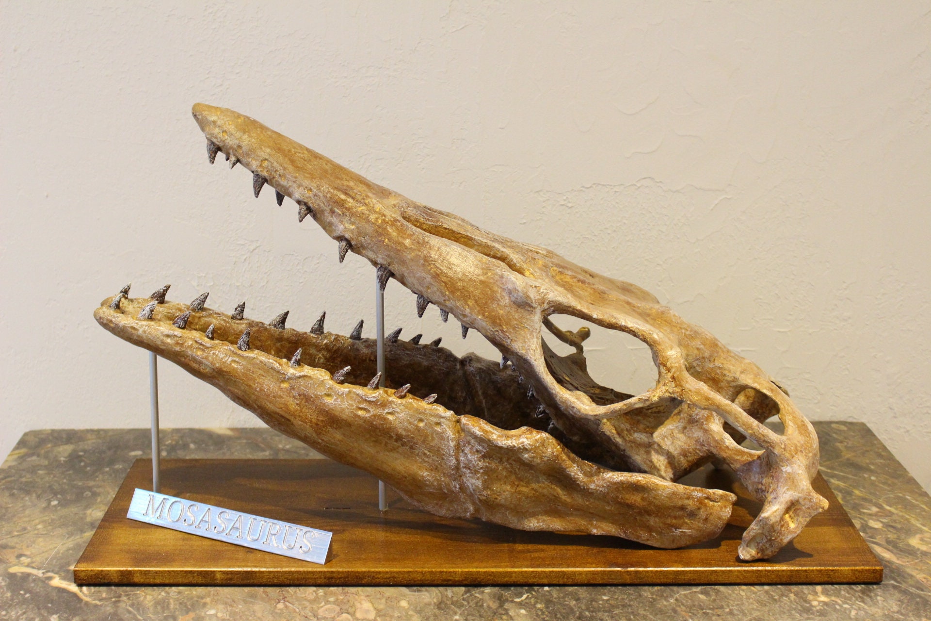 Limited Edition Mosasaurus Skull Fossil flying - Etsy