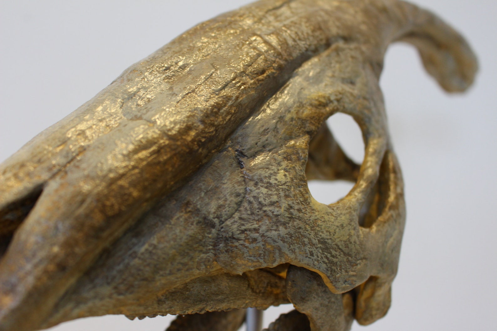 Single Piece: Parasaurolophus Skull Dinosaur Fossil / Dinosour | Etsy