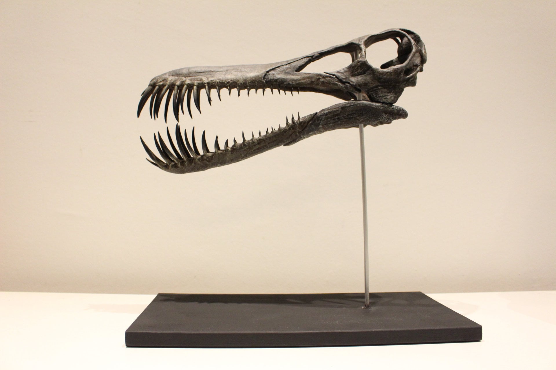 Pterosaur Dino Skull "the Beast" - Etsy