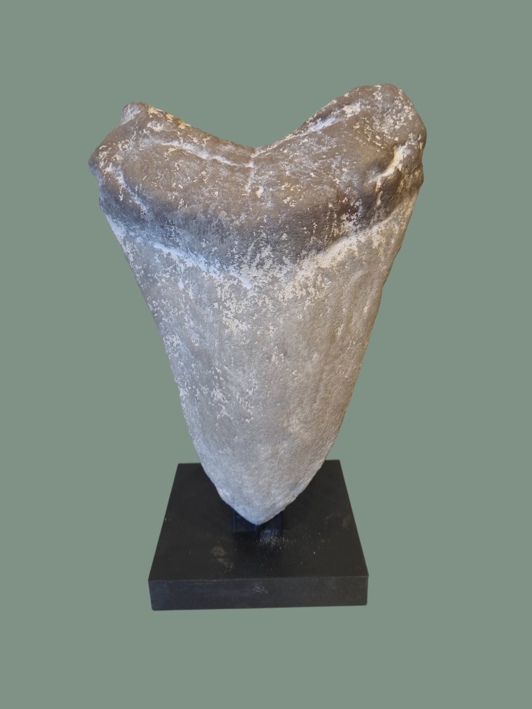 Megalodon Tooth Replica - Etsy