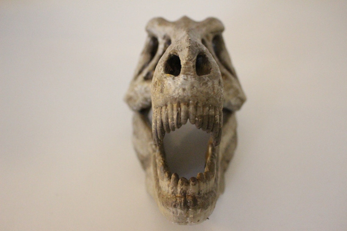 Dinosaur Tyrannosaurus Skull Skeleton Unique Fossil - Etsy