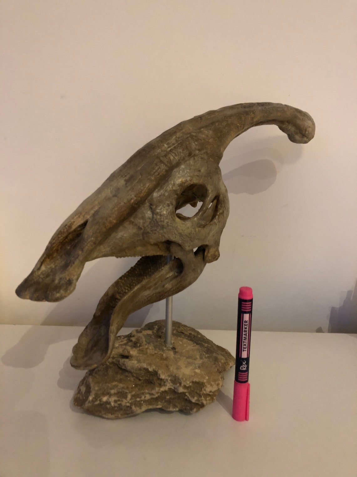 Single piece: Parasaurolophus skull dinosaur fossil / dinosour | Etsy