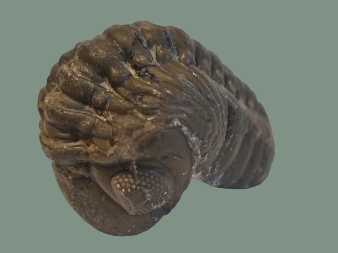 Real Fossil: Trilobite in a Floating Frame - Etsy