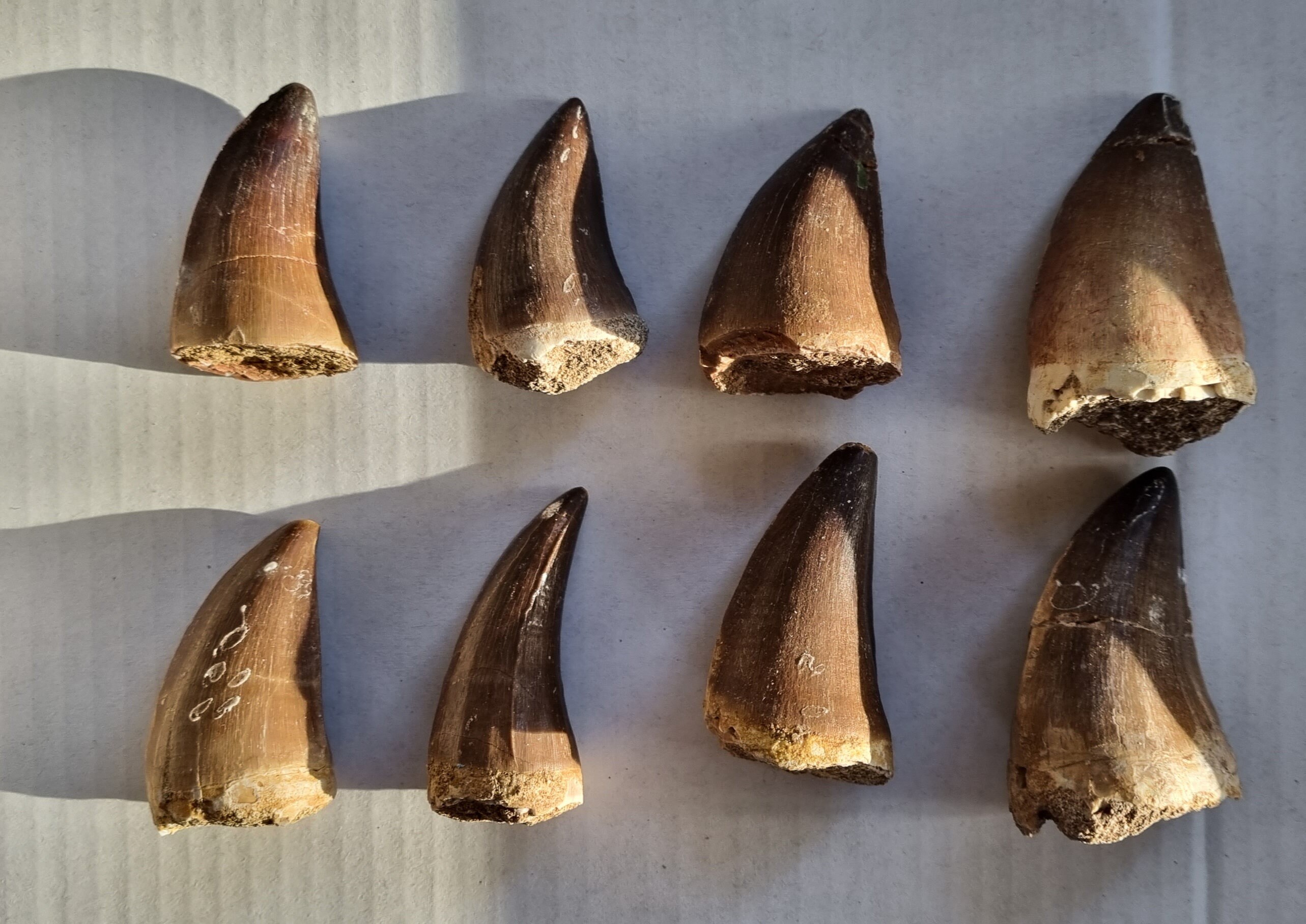 True Mosasaurus Tooth white - Etsy UK