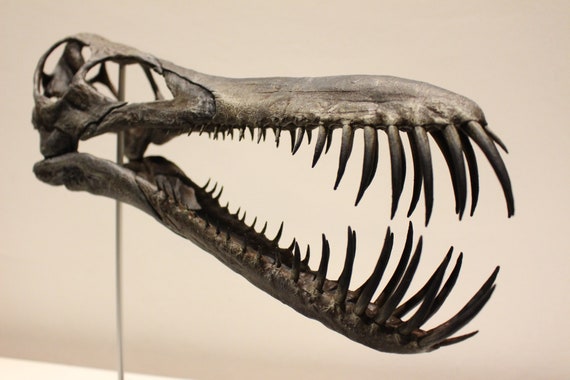 Liopleurodon Skull
