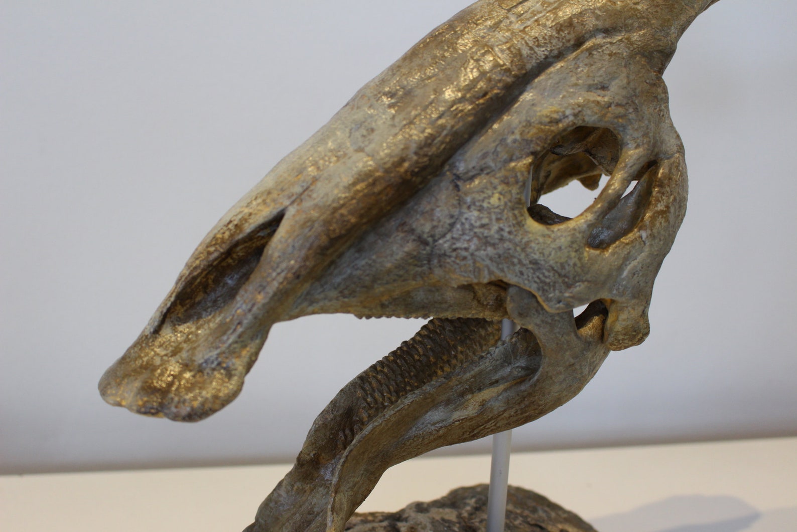 Single Piece: Parasaurolophus Skull Dinosaur Fossil / Dinosour | Etsy