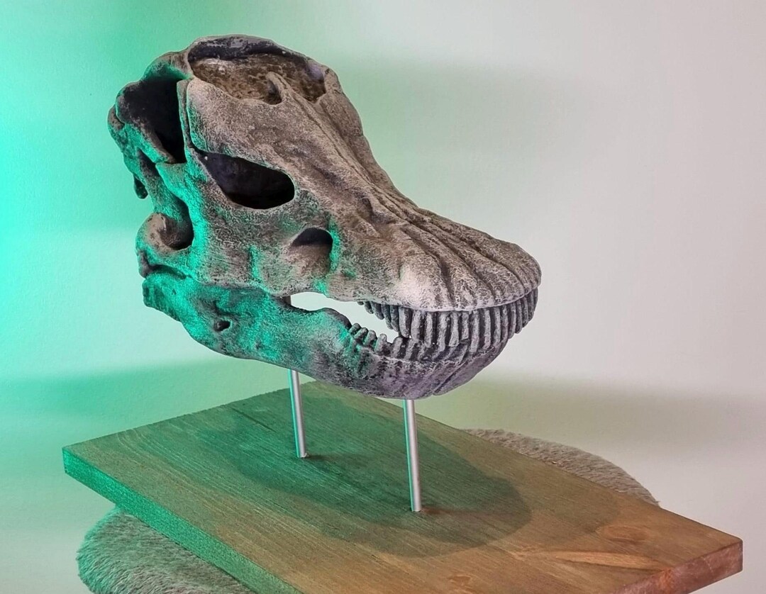Diplodocus Skull replica - Etsy