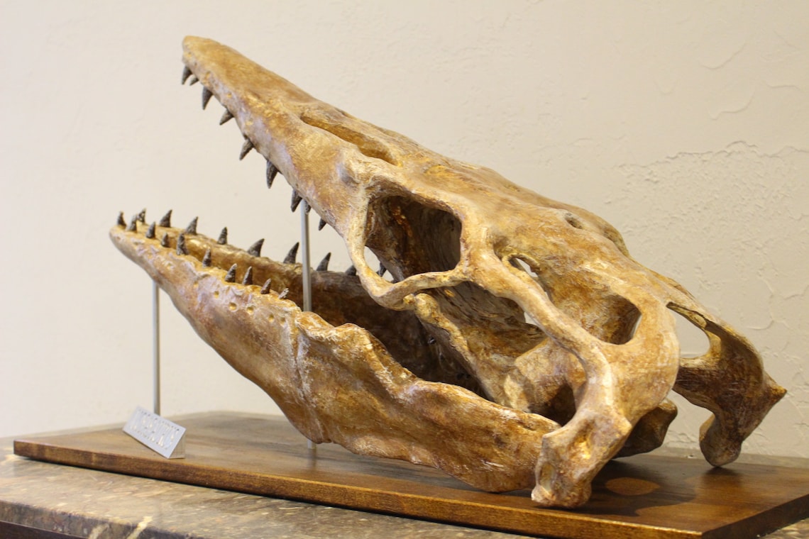 Limited Edition Mosasaurus Skull Fossil Flying | Etsy