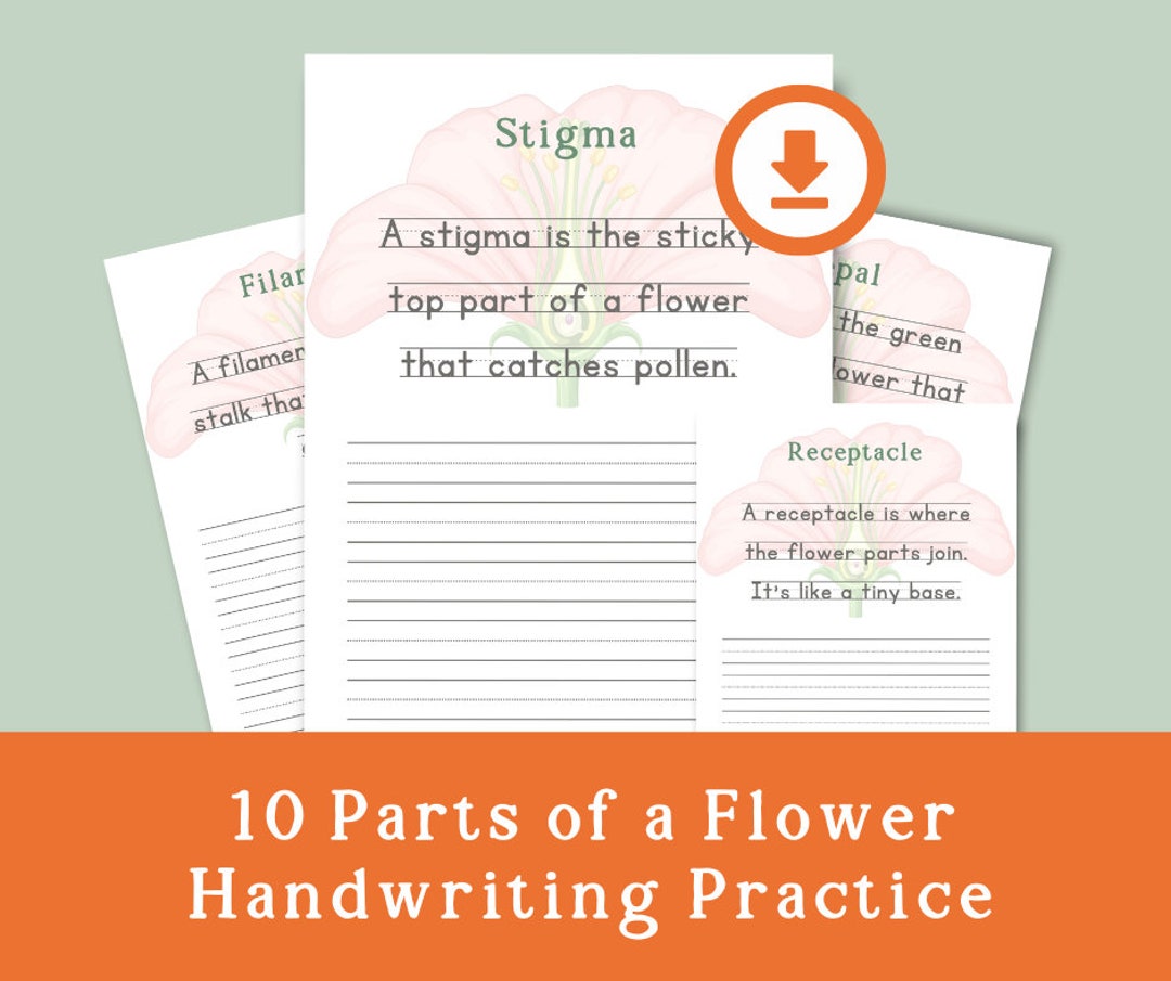 Parts of a Flower Handwriting Practice | Primary Handwriting | Print ...