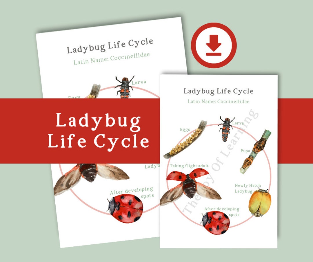 Ladybug Life Cycle Wall Art Educational Nature Print Insect Life Stages ...