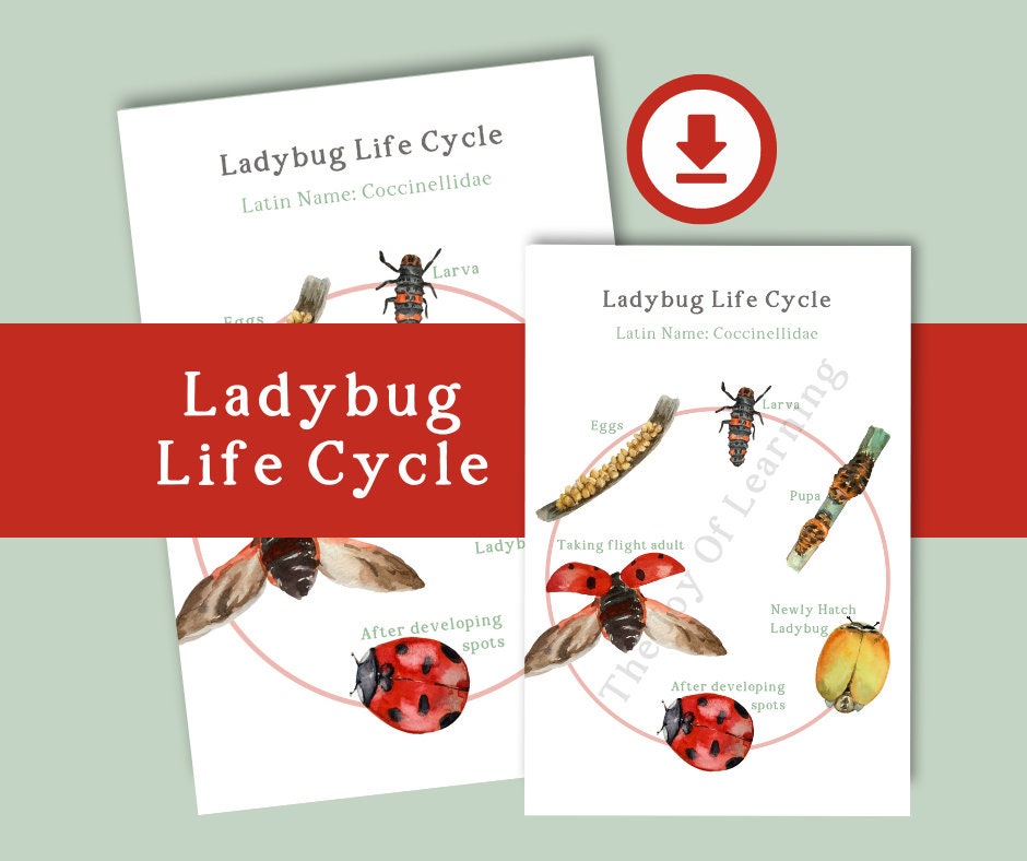 Ladybug Life Cycle Wall Art Educational Nature Print Insect Life Stages ...