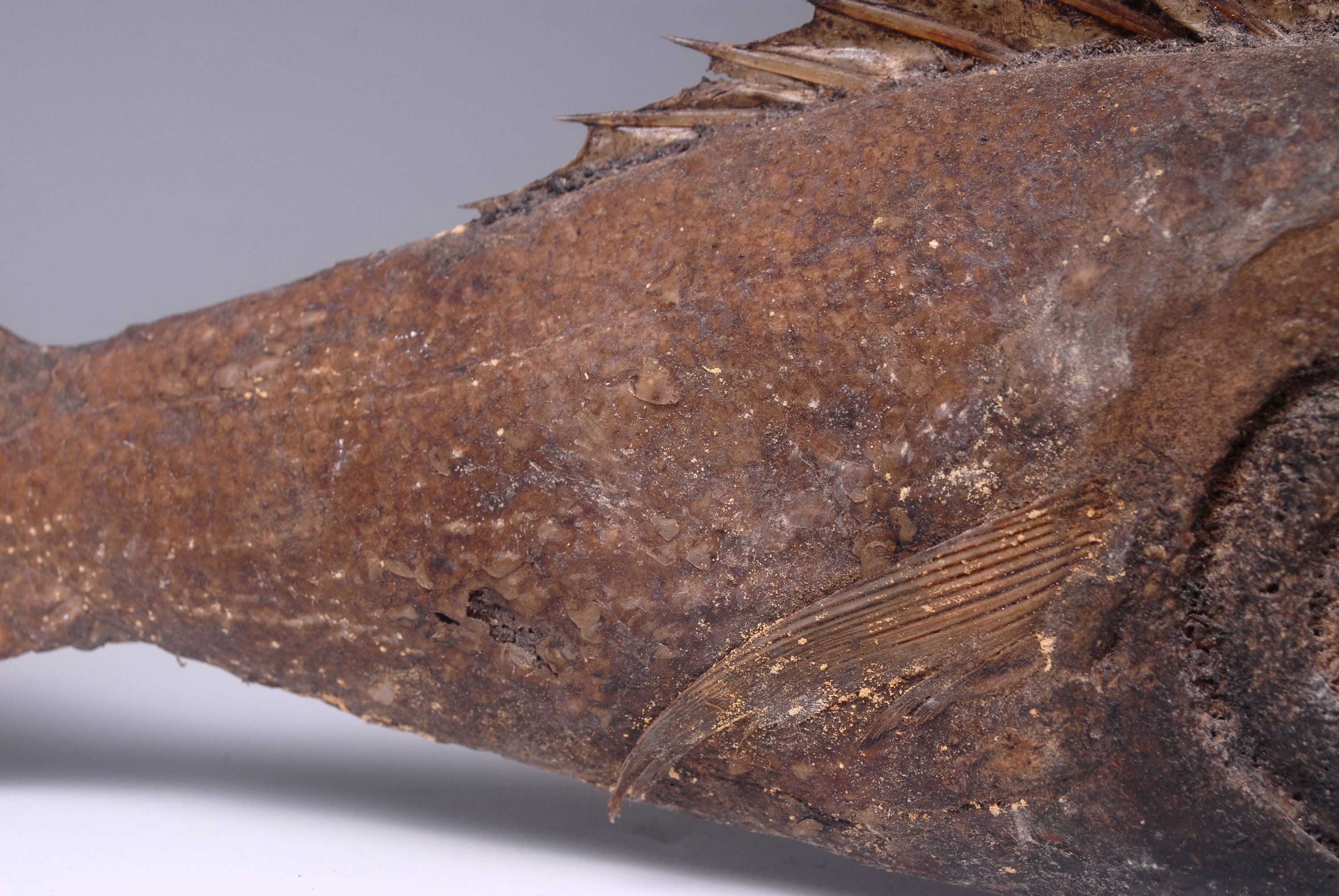 Feejee MERMAID Fiji Mermaid Mummified Mermaid - Etsy