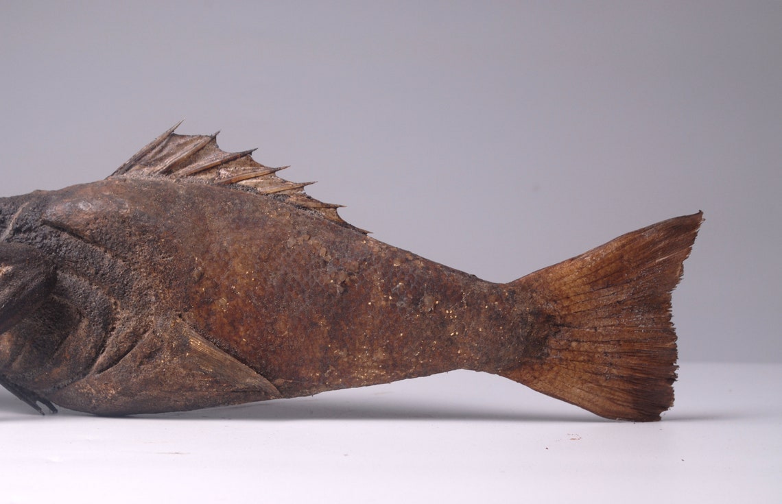 Feejee MERMAID Fiji Mermaid Mummified Mermaid - Etsy