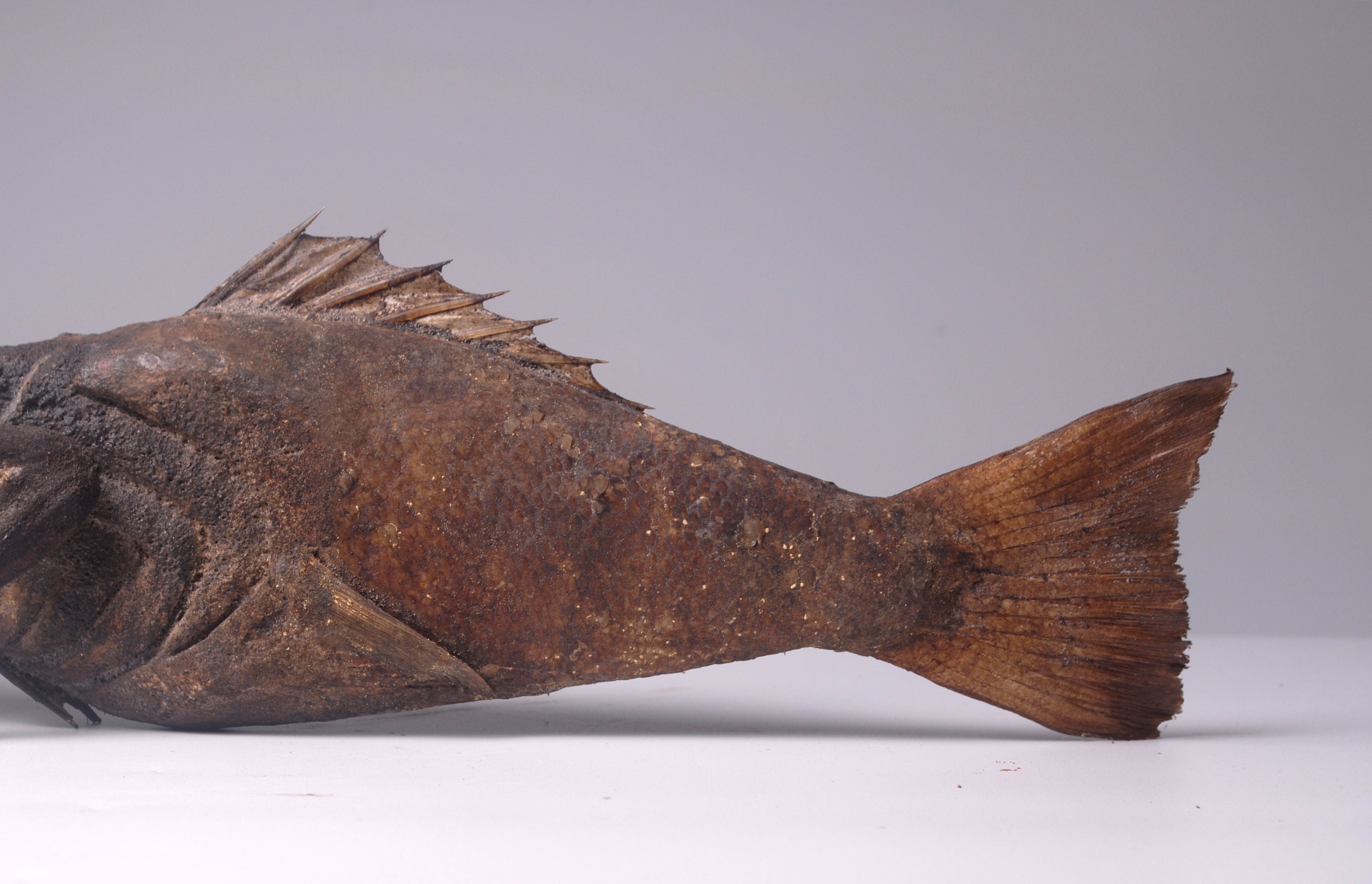 Feejee MERMAID Fiji Mermaid Mummified Mermaid - Etsy