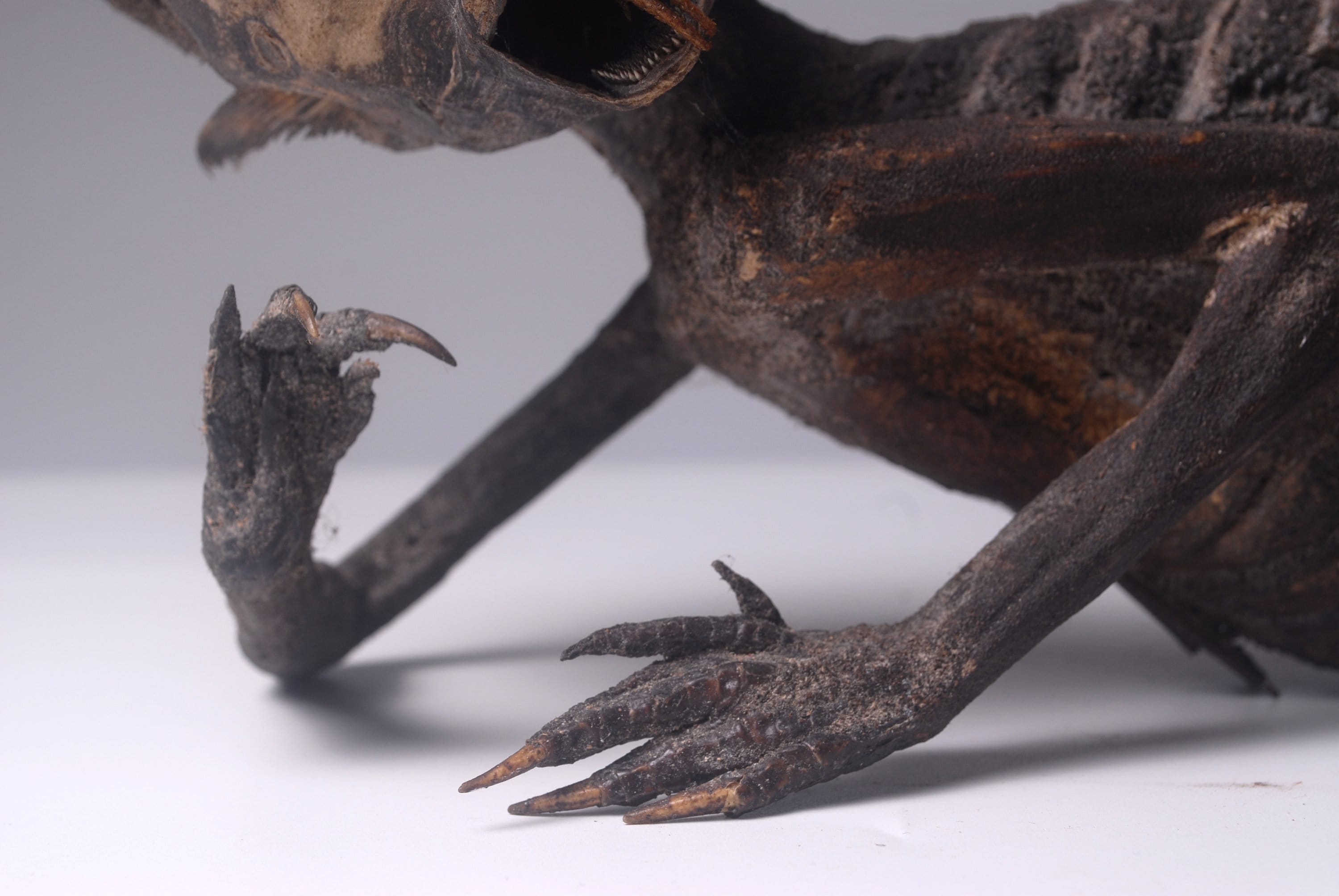 Feejee Mermaid: Rare Mummified Mermaid (47cm) - Etsy