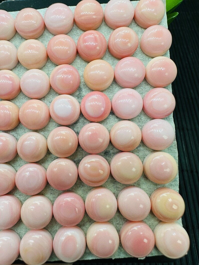 Queen Conch Shell Round Cabs • 10 Mm Size • Pack of 4 Pcs • AAA Quality ...