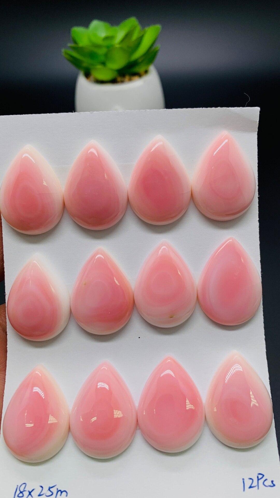Queen Conch Shell Pear Cabs • 18x25 Mm Size • Pack of 1 Pc • Baby Pink ...