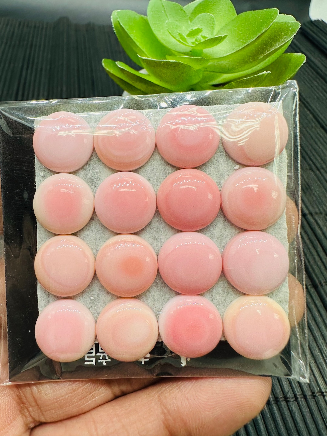 Queen Conch Shell Round Cabs • 12 Mm Size • Pack of 2 Pcs • AAA Quality ...