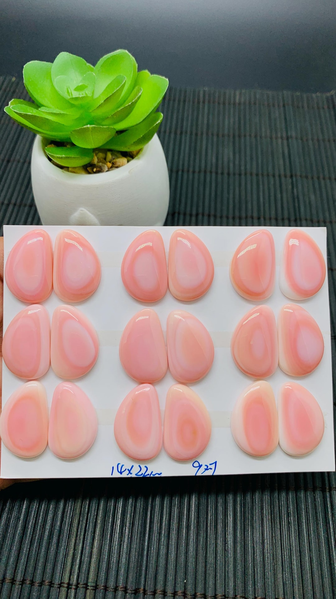 Queen Conch Shell Fancy Cabs • 22x14 Mm Size • Pack of 2 Pcs • AAA ...