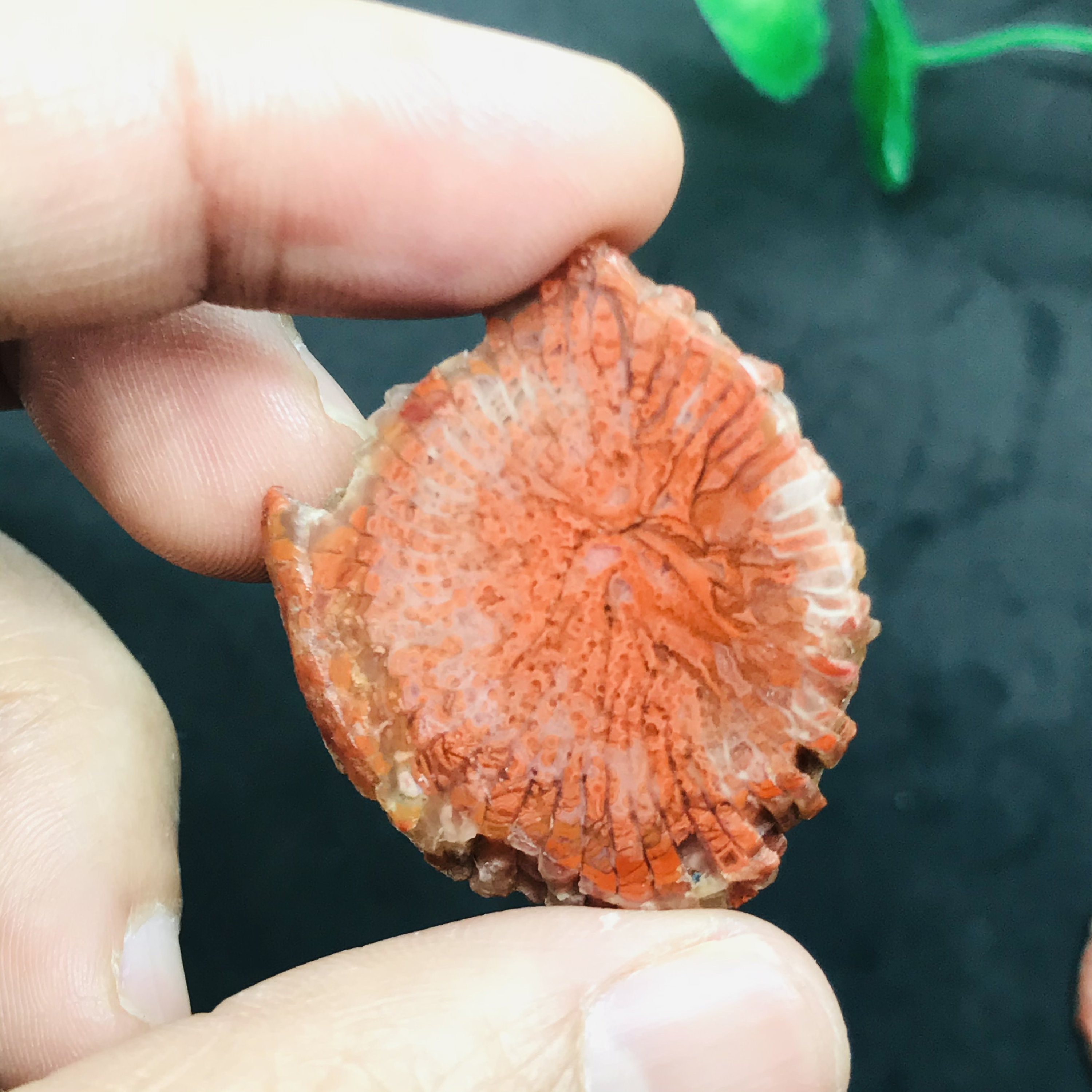 Horn Coral Slice code 21-22 Natural coral Origin Utah | Etsy