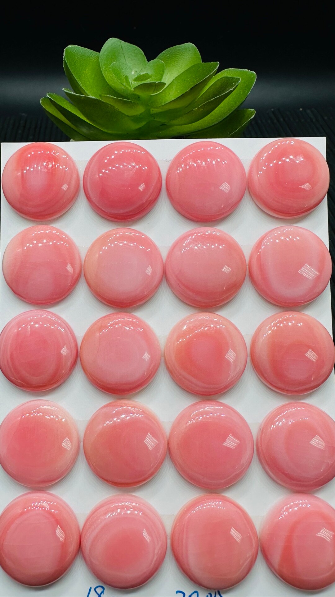 Queen Conch Shell Round Cabs • 16 Mm Size • Pack of 2 Pcs • AAA Quality ...