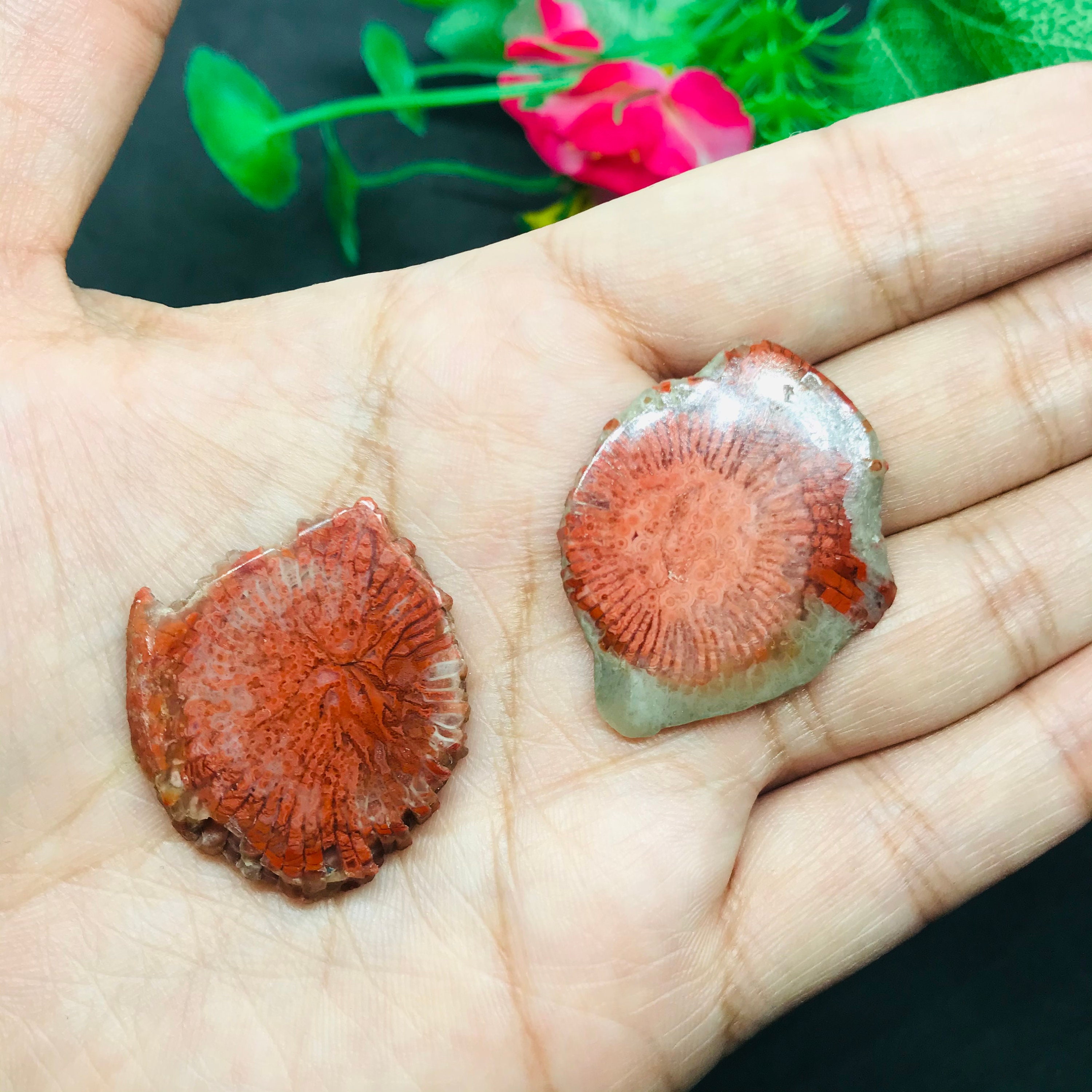 Horn Coral Slice code 21-22 Natural coral Origin Utah | Etsy