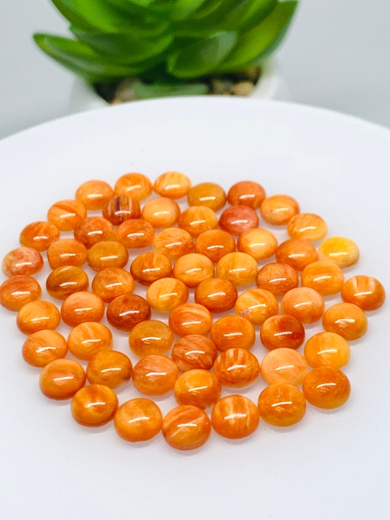 Spiny Oyster Shell Cabochon 6 Mm Size Pack of 4 Piece AAA Quality Natural Shell Cabs Spiny Orange Shell Etsy