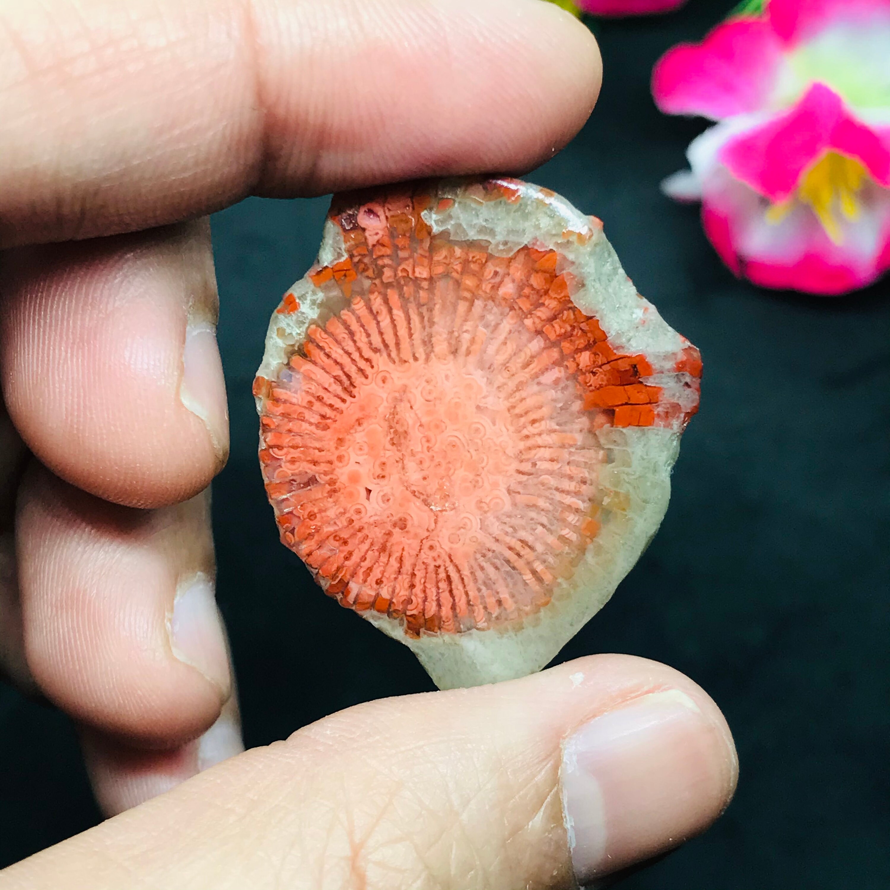 Horn Coral Slice code 21-22 Natural coral Origin Utah | Etsy