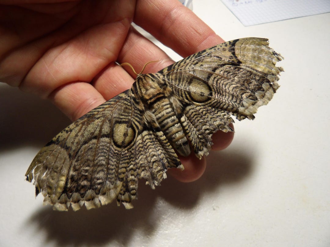 Died of Old Age; Captive Breeding. Female Giant Owl Moth (brahmaea ...