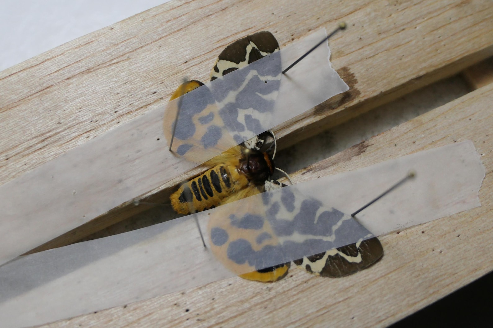 Craft Supplies: BEGINNER Kit / Set for Pinning Moths/butterflies ...