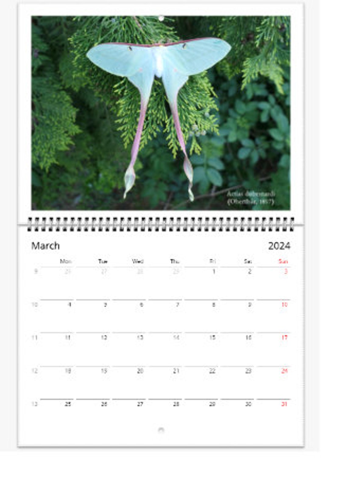 Moth Calendar 2024 Bart Coppens Wall Calendars USA, CA - Etsy