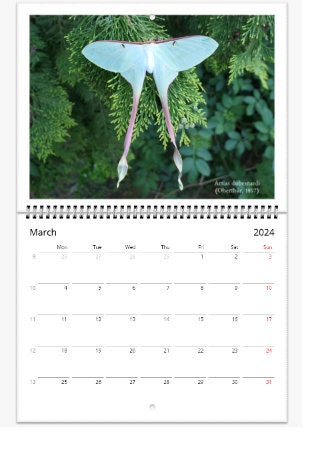 Moth Calendar 2024 Bart Coppens Wall Calendars USA, CA - Etsy