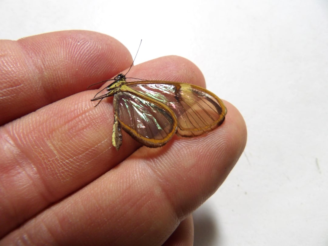 Real Life Fairies; GLASSWING Butterflies! Greta Oto - Dried for Bug ...