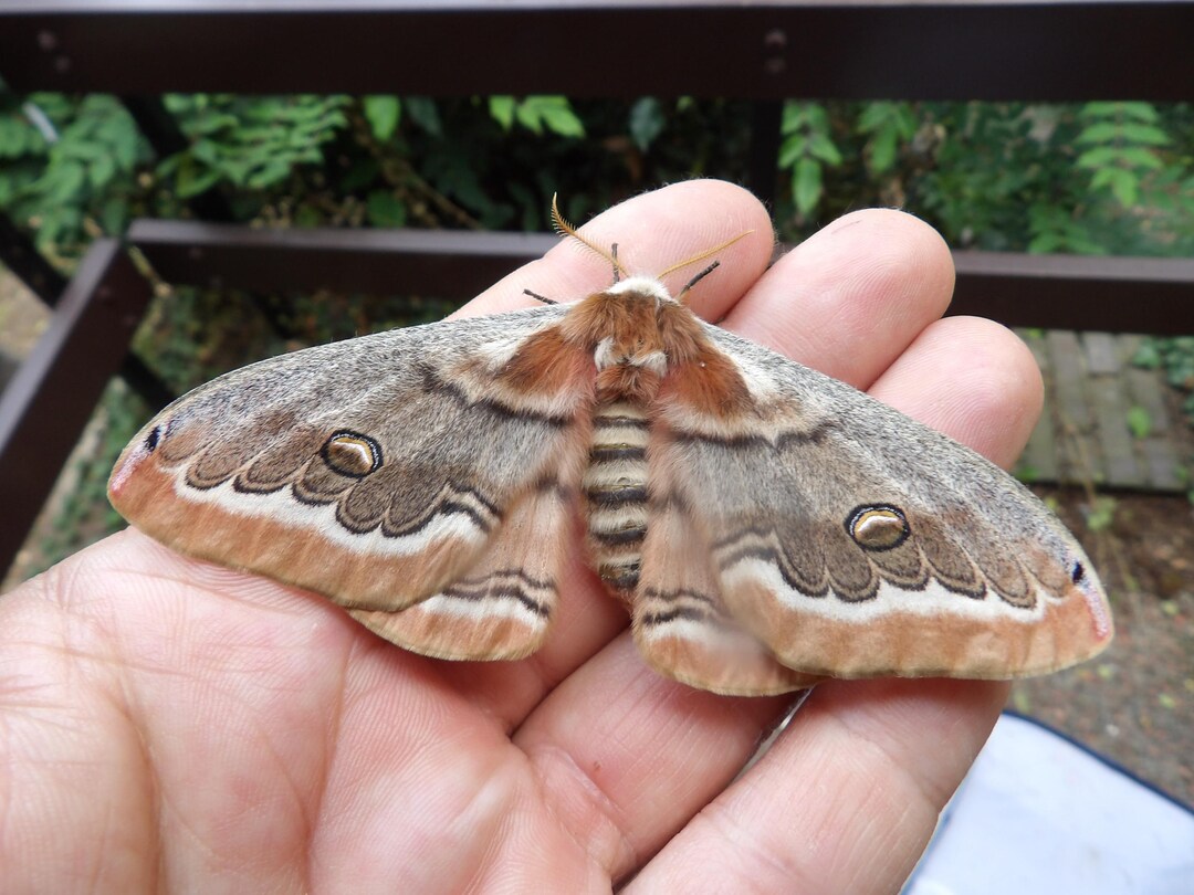 Wow! Died in Near-perfect Condition of Old Age. Neoris Huttoni Moth ...