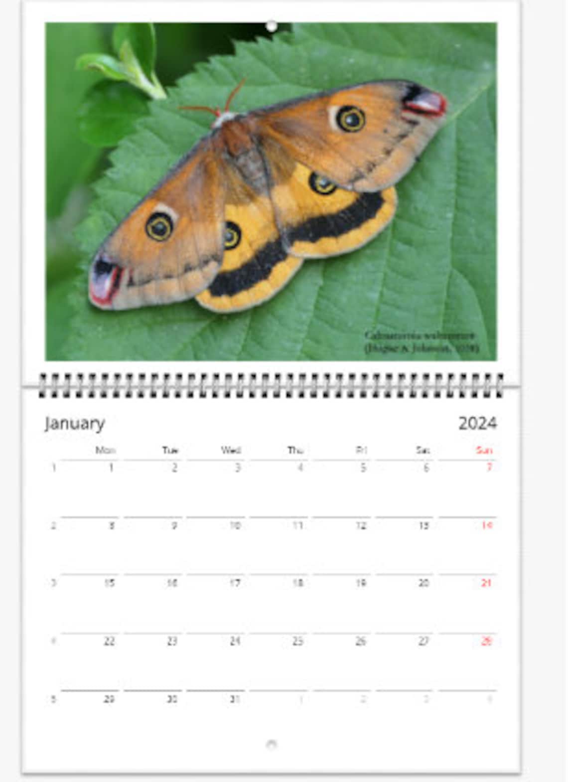 Moth Calendar 2024 Bart Coppens Wall Calendars USA, CA - Etsy
