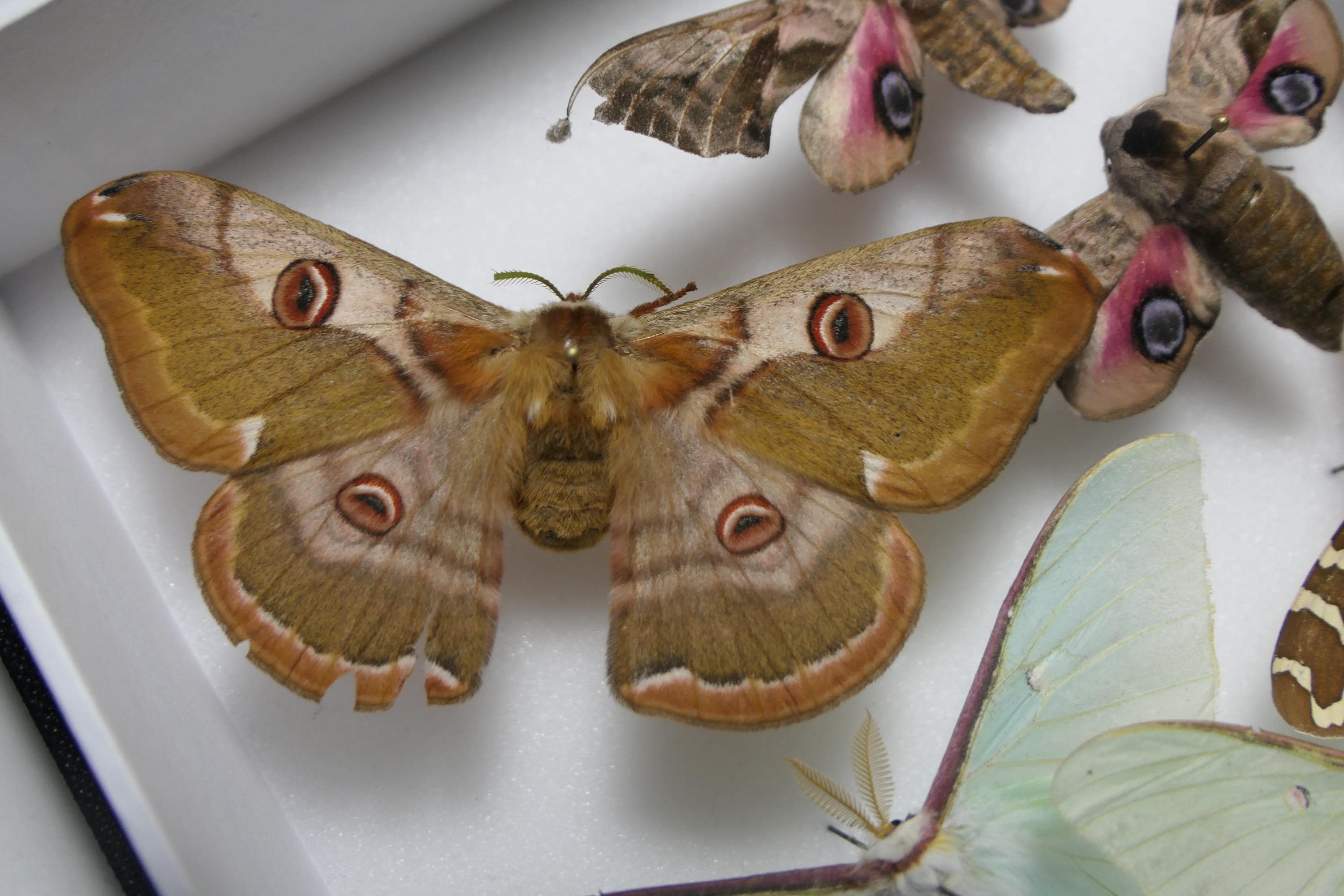 Many Eyes & Many Moons: Real Framed Moths, Captive Bred by Bart Coppens ...