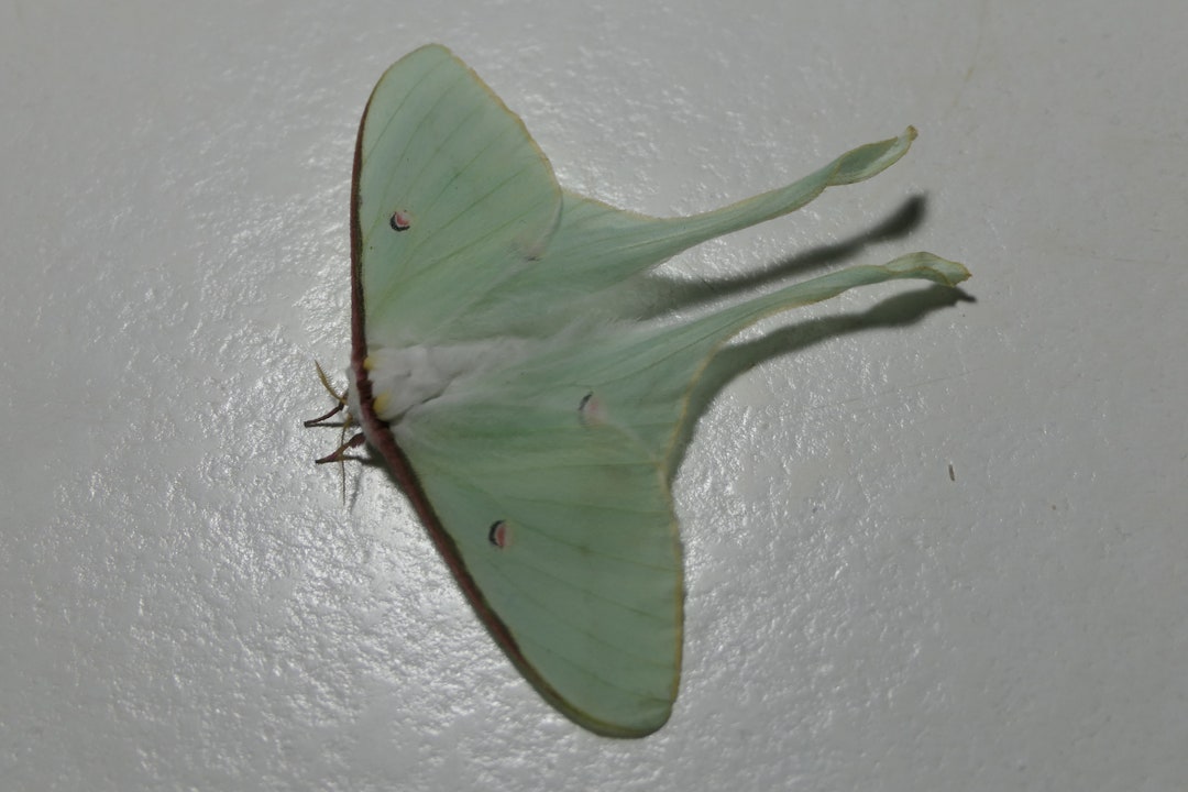 WEIRD Moth Dried Silkmoth Actias Neidhoeferi female RARE SPECIES ...