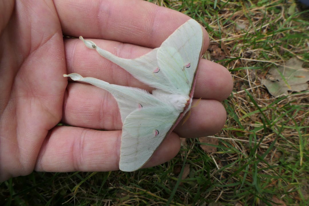 RARE Moon Moth Female: Actias Neidhoeferi almost Perfect Condition ...