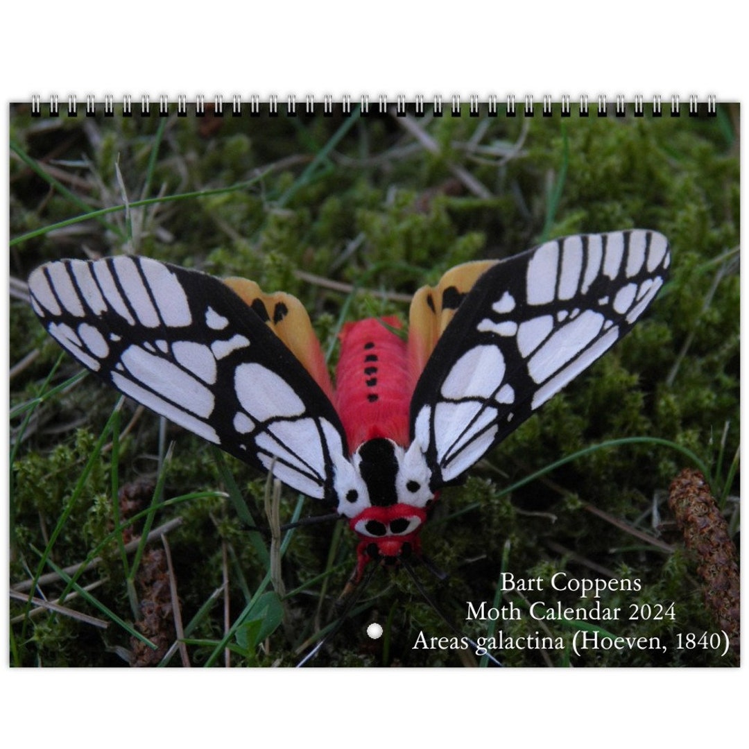 Moth Calendar 2024 Bart Coppens Wall Calendars USA, CA - Etsy