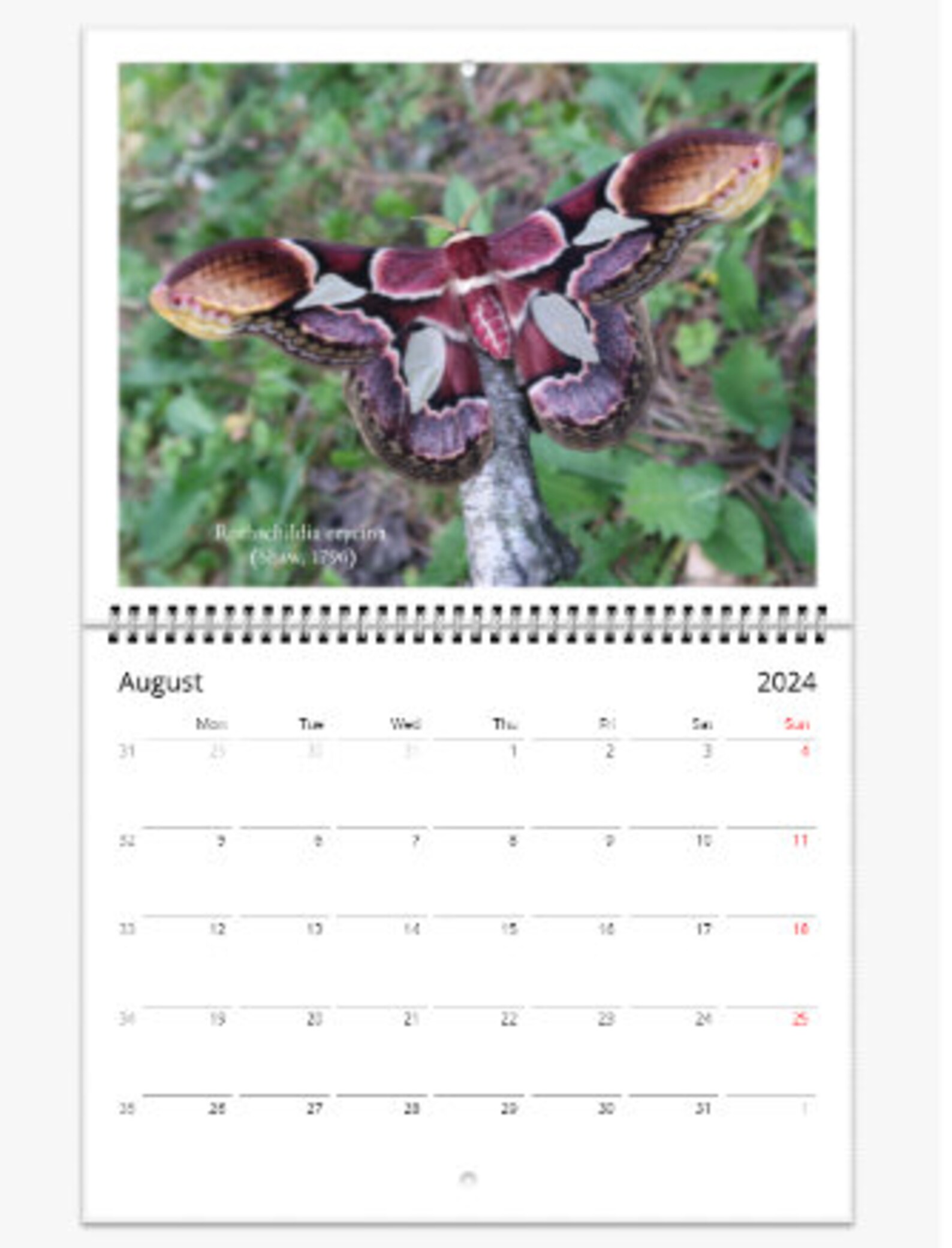 Moth Calendar 2024 Bart Coppens Wall Calendars USA, CA - Etsy