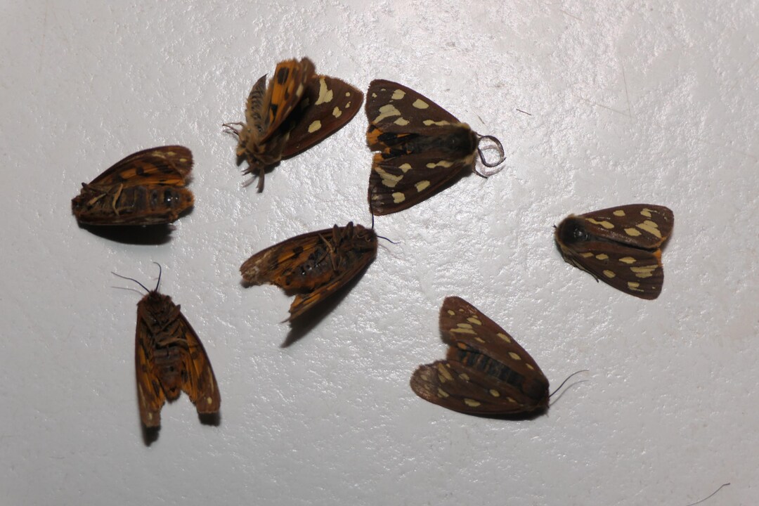 These 7 Specimens of a Rare Tiger Moth: Arctia Aulica (sustainable ...