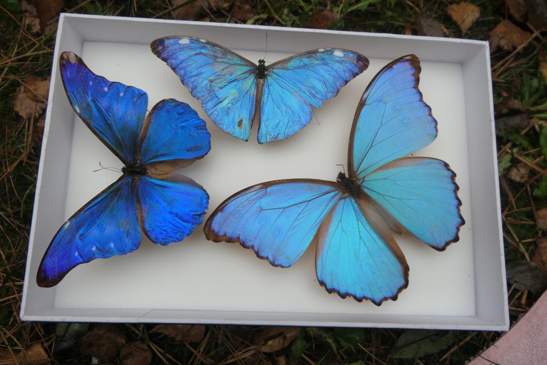 ONE Frame: THREE Morpho Species wow Morpho Rhetenor, Menelaus, Marcus Male. - Etsy