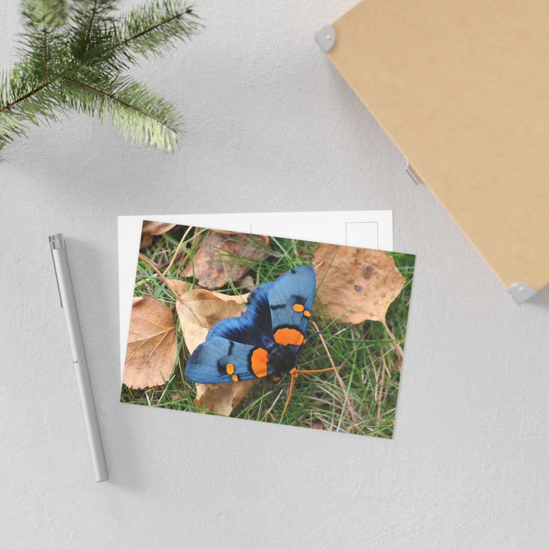 African Peach Moth by Bart Coppens Fine Art Postcards - Etsy