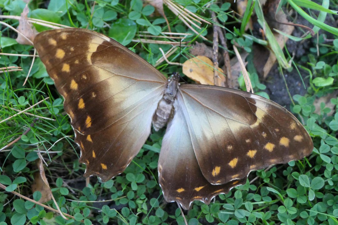 RARE Female Morpho Butterfly Species From Peru (miraflores): Morpho ...