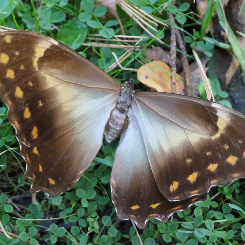 Peruvian Butterflies - Etsy
