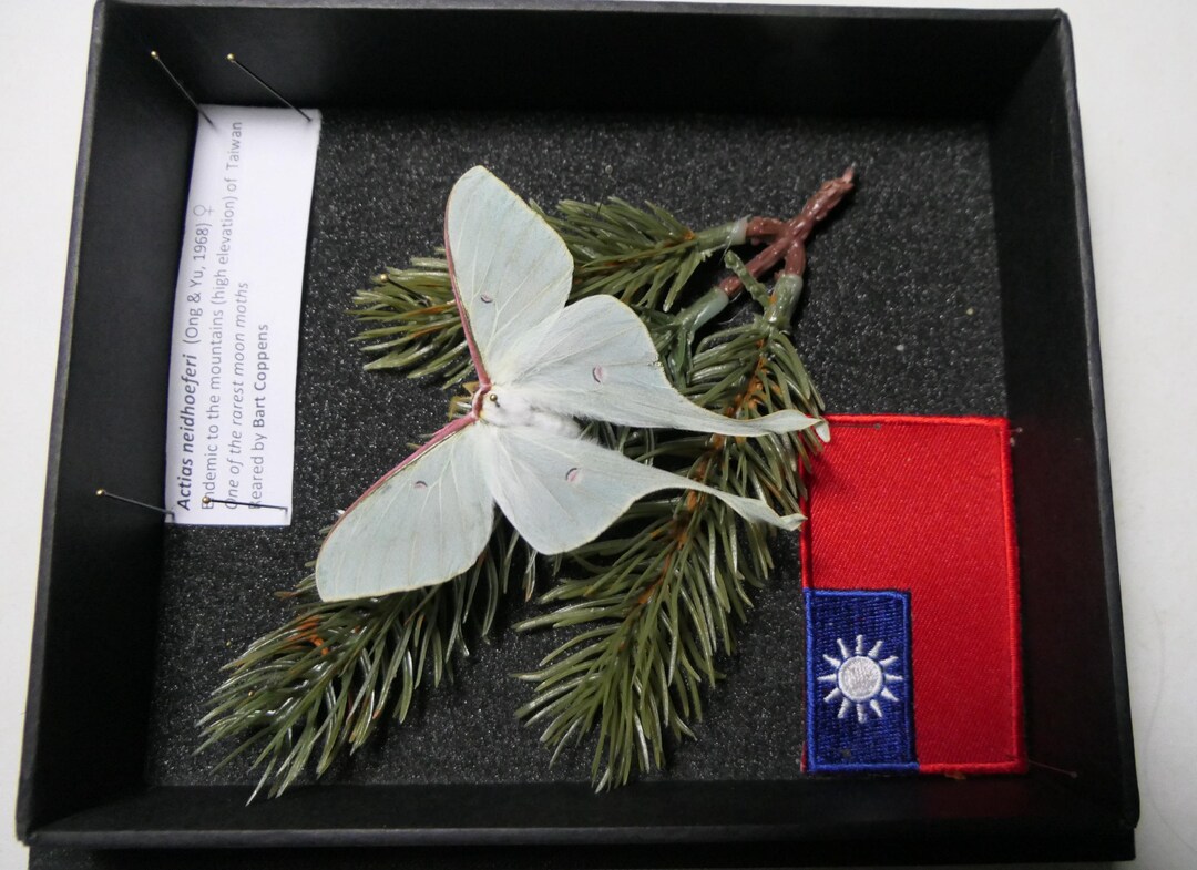 VERY!! Rare Taiwanese Moon-moth: Actias Neidhoeferi - COLLECTORS Item ...