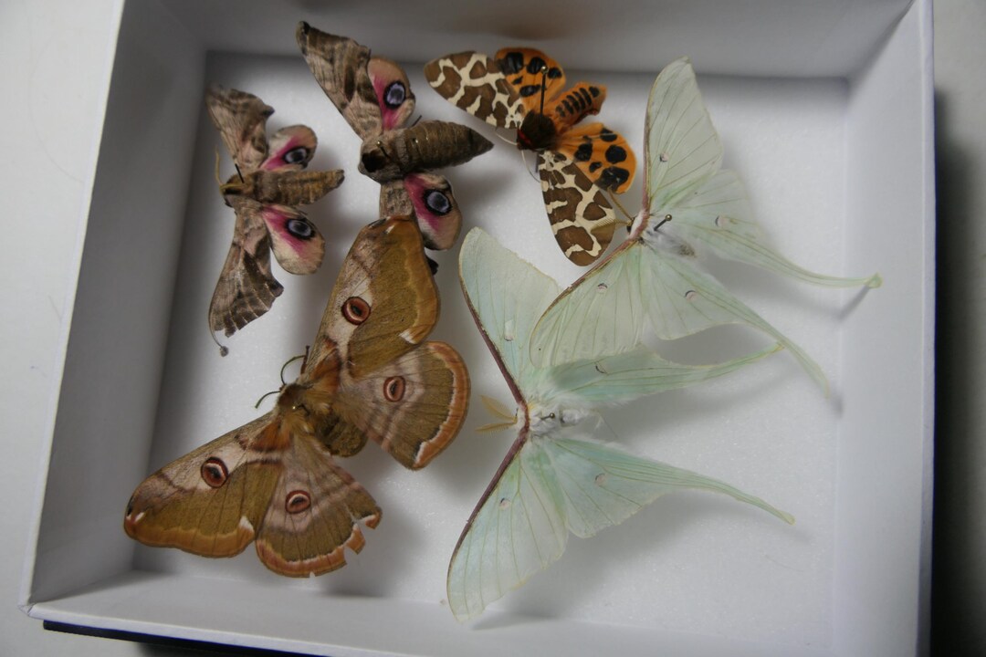Many Eyes & Many Moons: Real Framed Moths, Captive Bred by Bart Coppens ...
