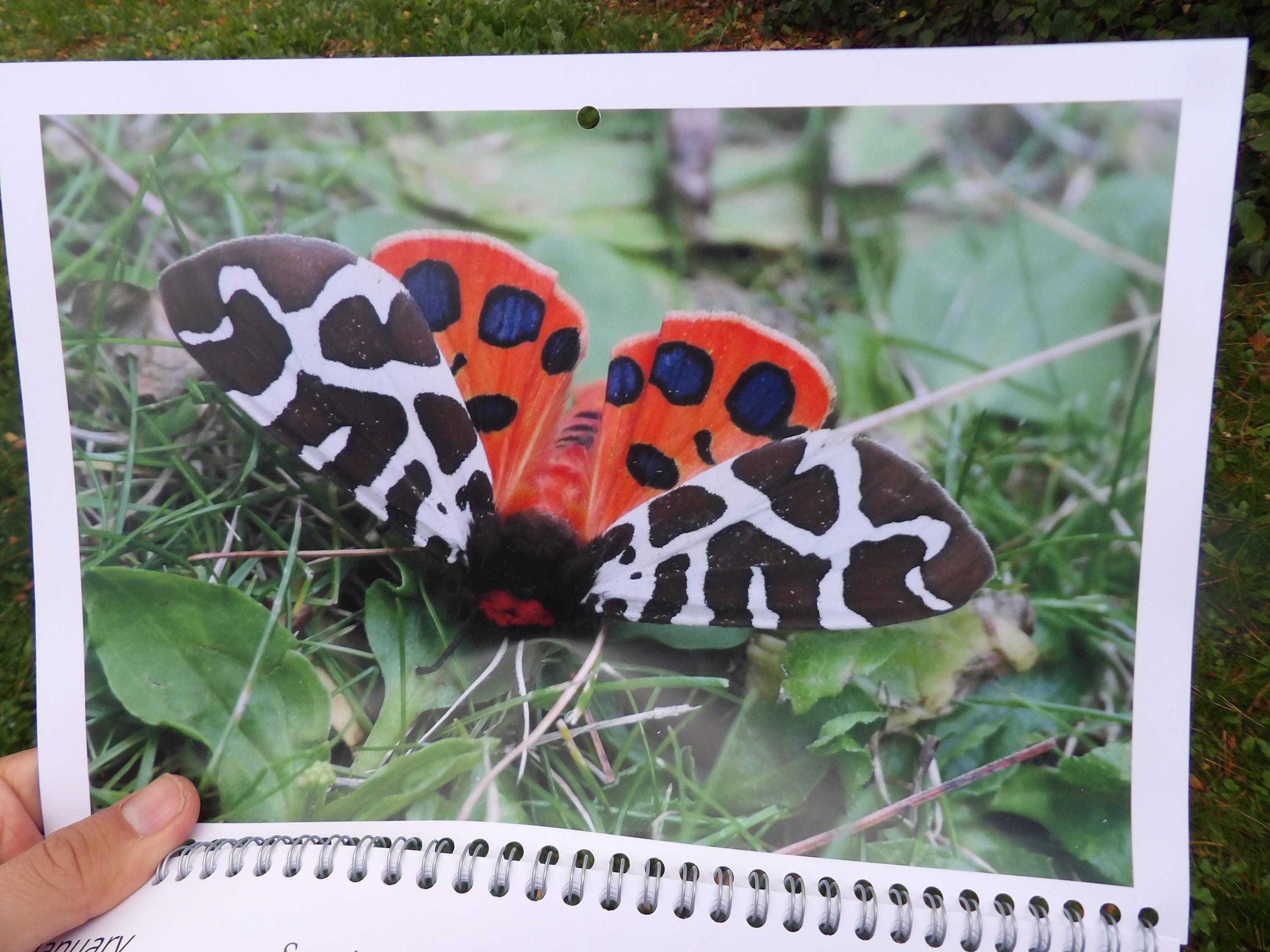OFFICIAL Moth Calendar (US and Canada Version) - MAY 2026-2027 - Etsy