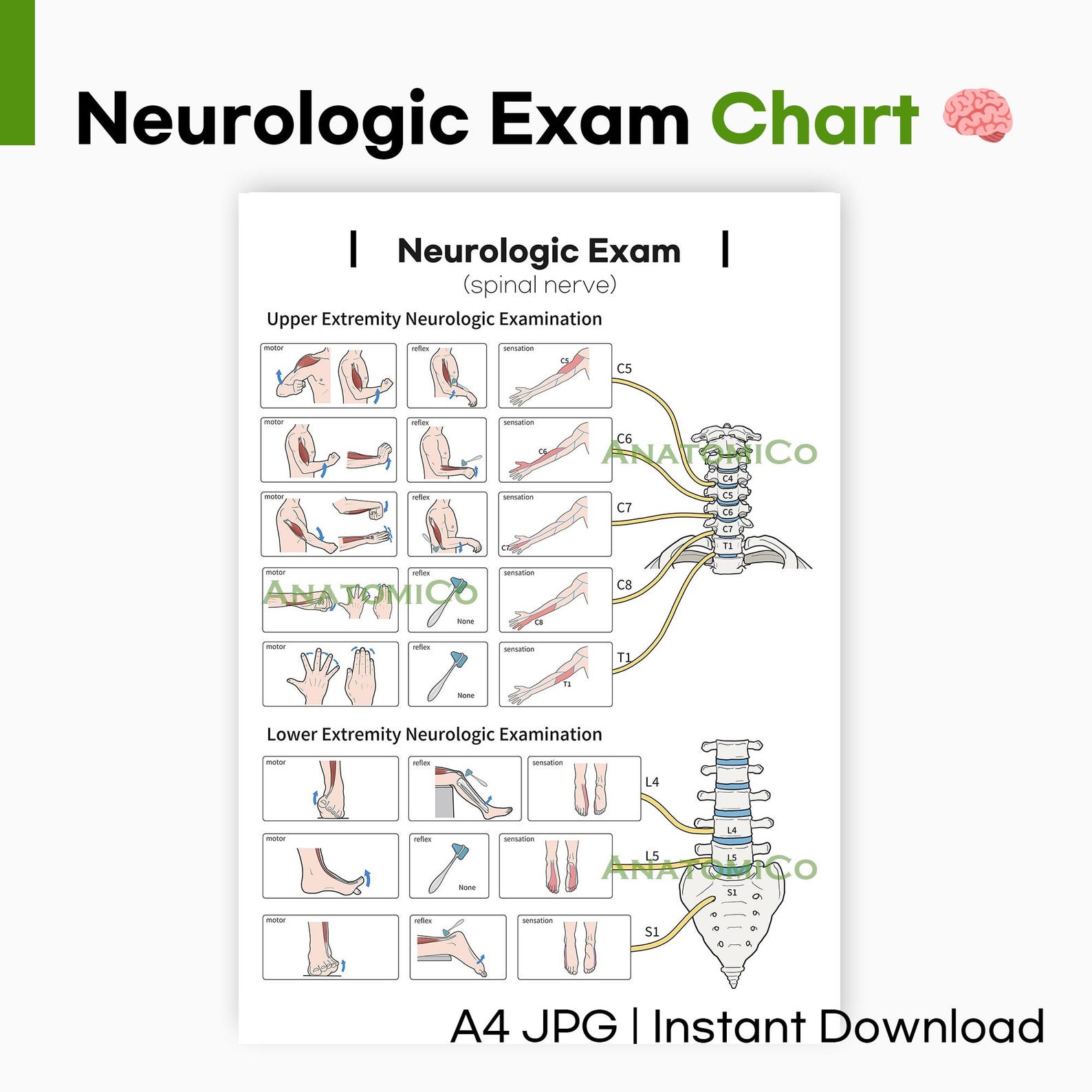 Neurologic Exam Chart: Spinal Nerve Anatomy Poster (A4 JPG) - Etsy